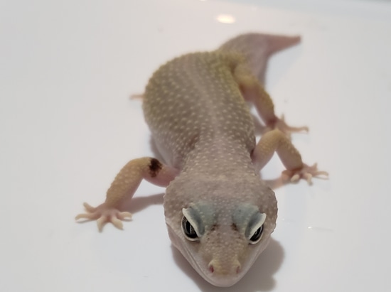 Midnight Blizzard Leopard Gecko by Geckoasis