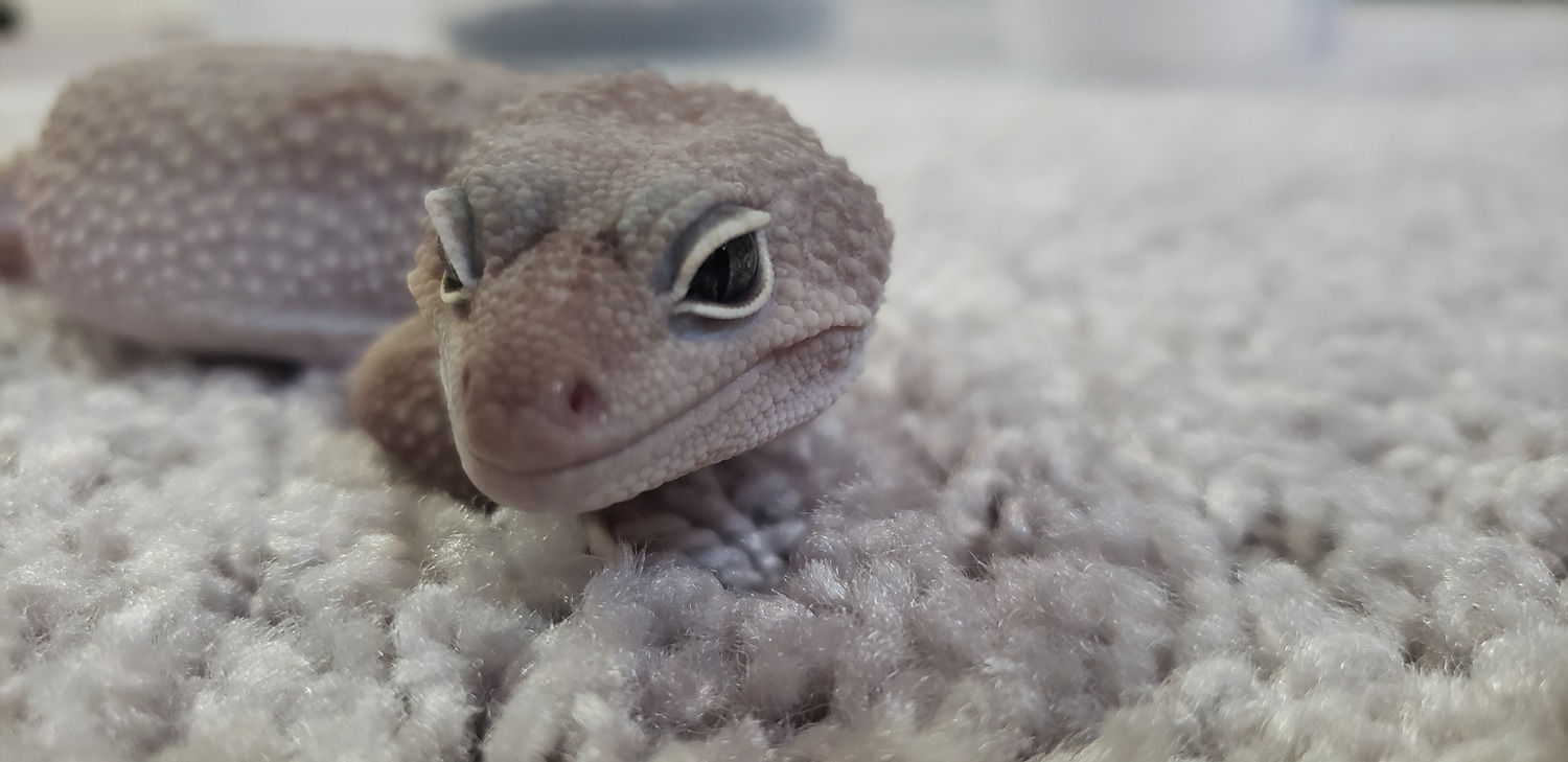 Midnight Blizzard Leopard Gecko by Geckoasis - MorphMarket