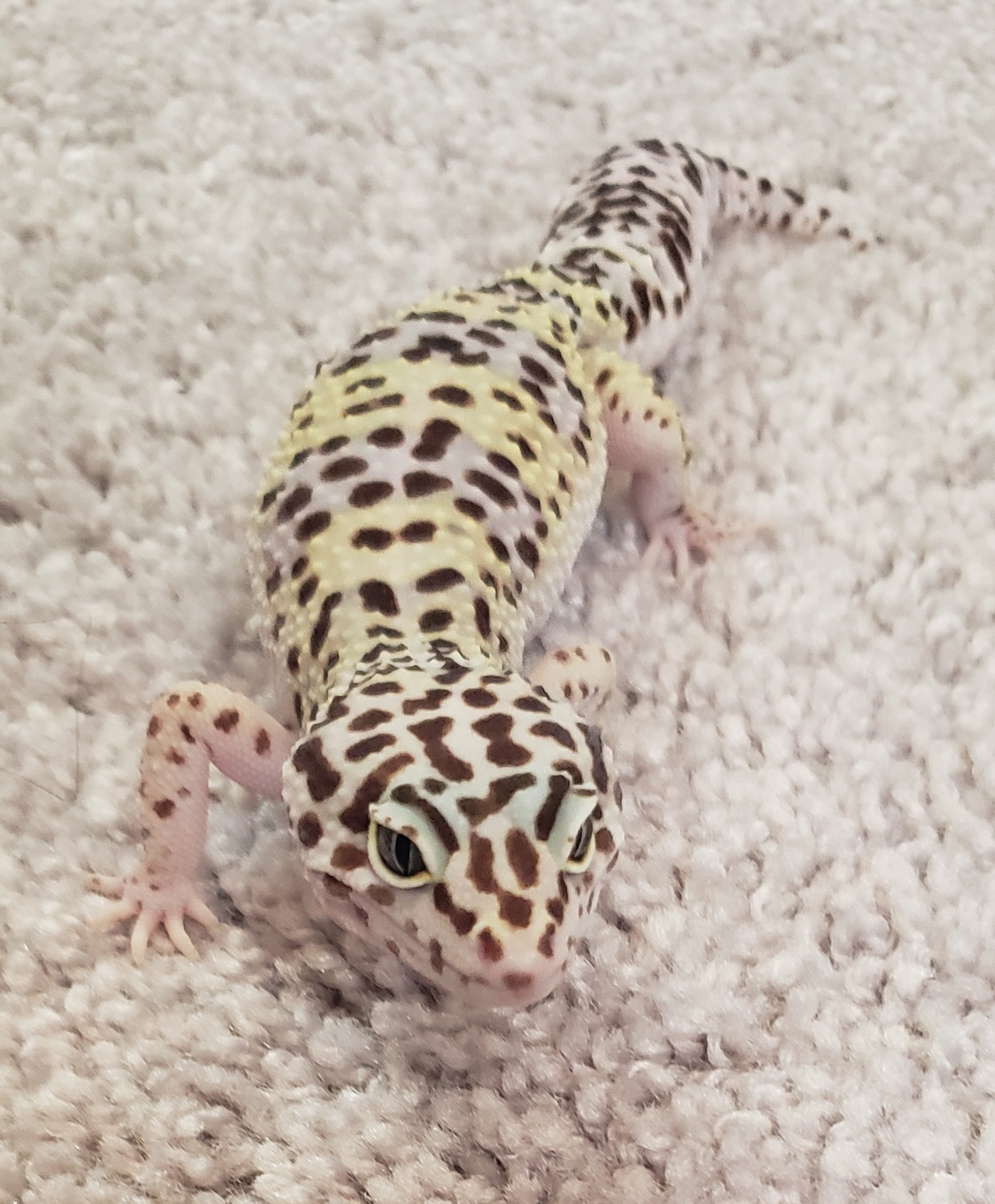 Mack Snow Tremper Albino Leopard Gecko by Geckoasis - MorphMarket