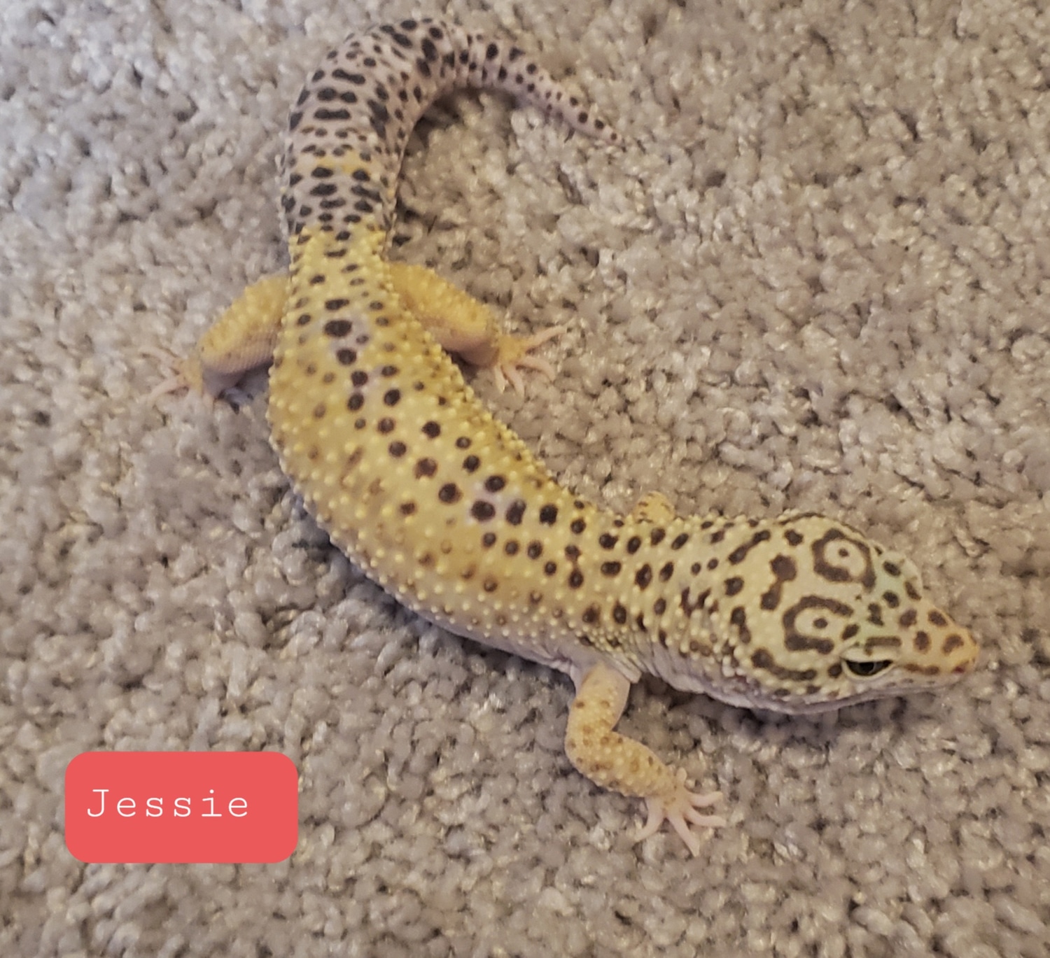 Het Tremper Albino Leopard Gecko by Geckoasis - MorphMarket