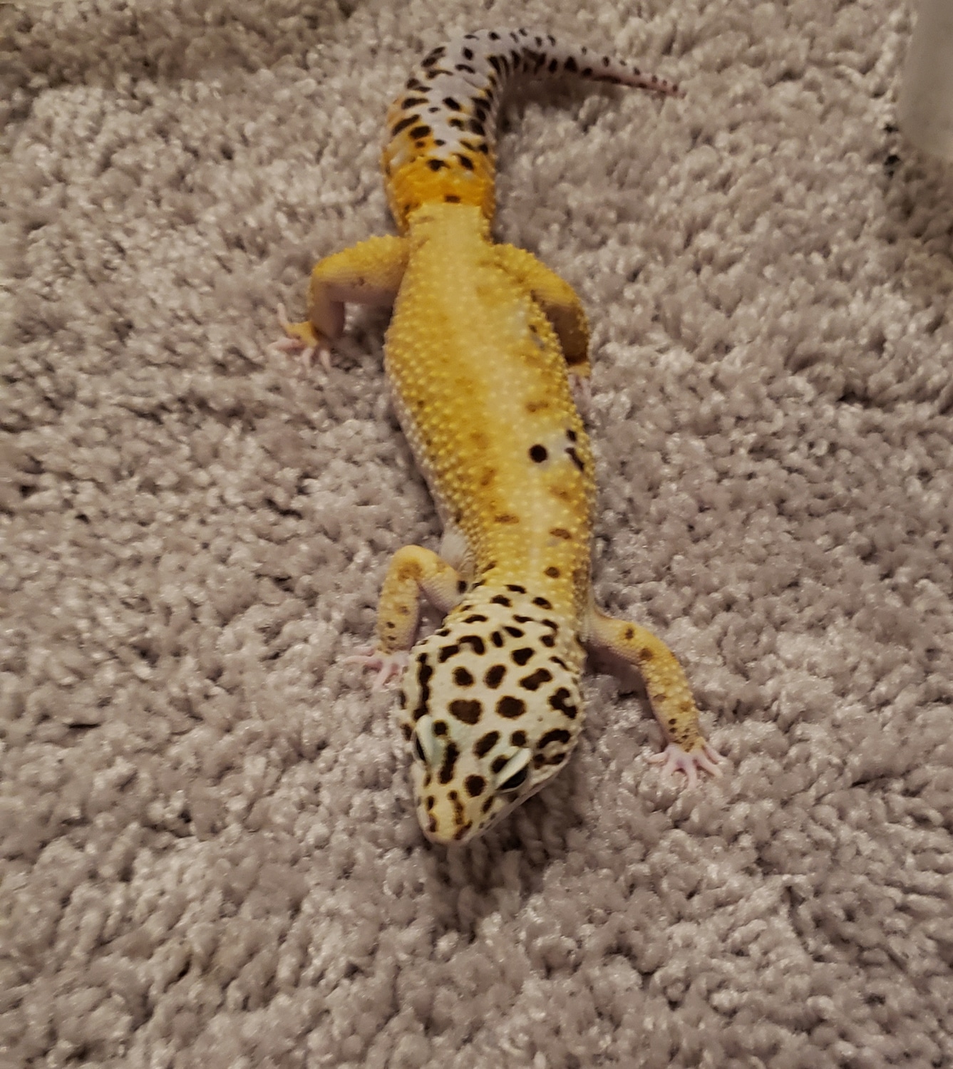 Pet Only Leopard Gecko by Geckoasis - MorphMarket