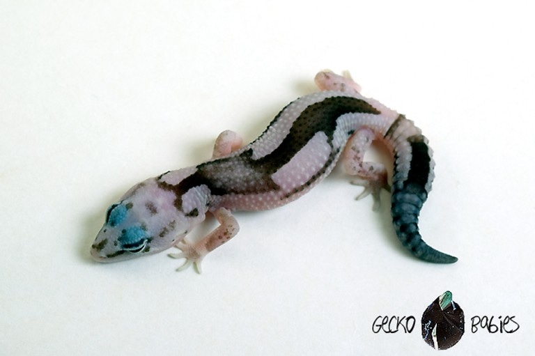 Oreo Zulu 100% Het Ghost African Fat-Tailed Gecko by Gecko Babies ...