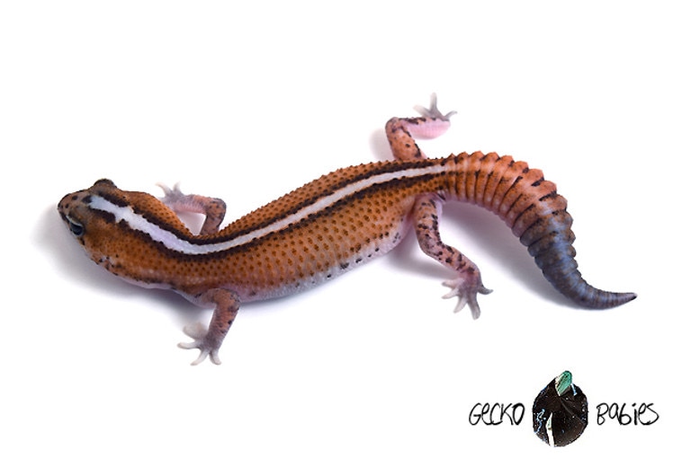 Striped Patternless 100% Het Oreo African Fat-Tailed Gecko by Gecko ...