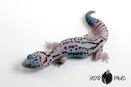 White Out Oreo Patternless 100% Het Ghost African Fat-Tailed Gecko by ...