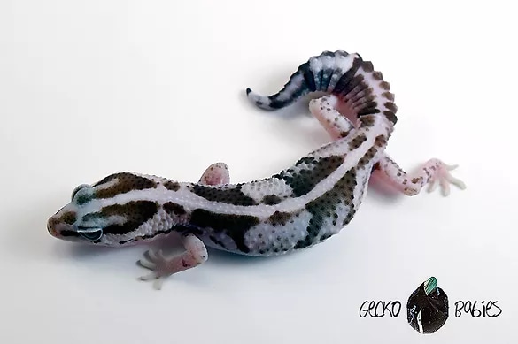 Striped Oreo 100% Double Het Ghost X Zulu African Fat-Tailed Gecko by ...