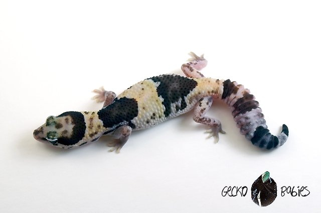 Normal 66% Double Het Albino (Amel) X Patternless African Fat-Tailed ...