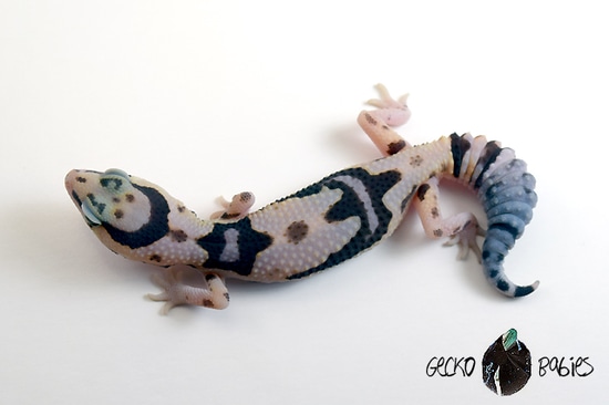 White Out 100% Double Het Ghost X Patternless African Fat-Tailed Gecko ...