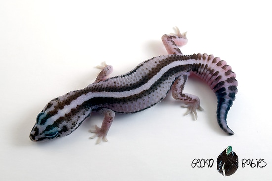Striped Oreo Patternless 66% Het Ghost African Fat-Tailed Gecko by ...