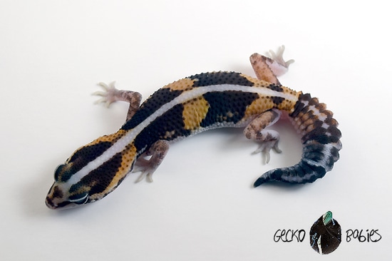 Striped Normal 100% Double Het Ghost X Patternless African Fat-Tailed ...