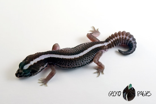 Striped Oreo Patternless 66% Het Ghost African Fat-Tailed Gecko by ...