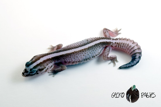 Striped Oreo Patternless 100% Het Ghost African Fat-Tailed Gecko by ...