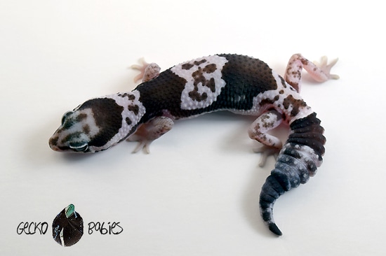 SALE! Oreo 66% Het Caramel X Ghost X Patternless X Zulu African Fat ...