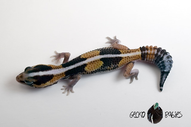 Striped Normal 100% Double Het Ghost X Patternless *SHORT TAIL* African ...