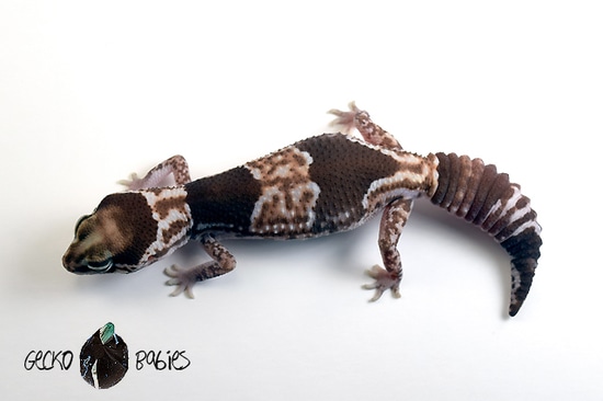 Normal *RETIRED BREEDER-PET ONLY* African Fat-Tailed Gecko by Gecko Babies