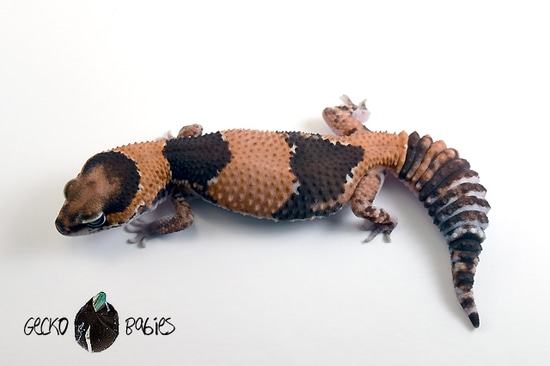 Normal *RETIRED BREEDER-PET ONLY* African Fat-Tailed Gecko by Gecko Babies