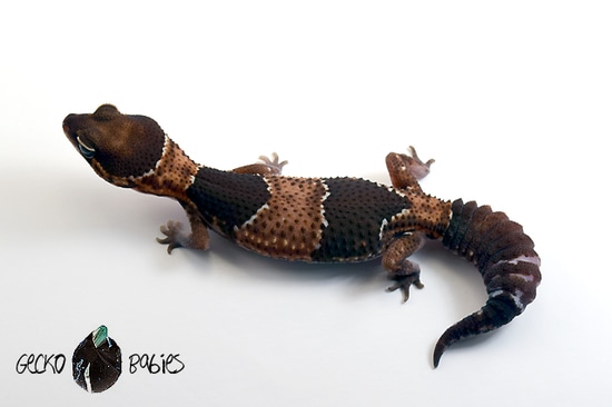Normal *RETIRED BREEDER-PET ONLY* African Fat-Tailed Gecko by Gecko Babies