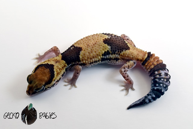 Normal 100% Het Ghost X Oreo X Patternless X Zulu African Fat-Tailed ...