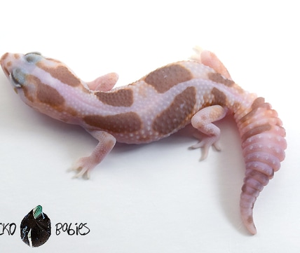 SALE! Striped White Out Zulu 100% Double Het Caramel X Oreo African Fat ...