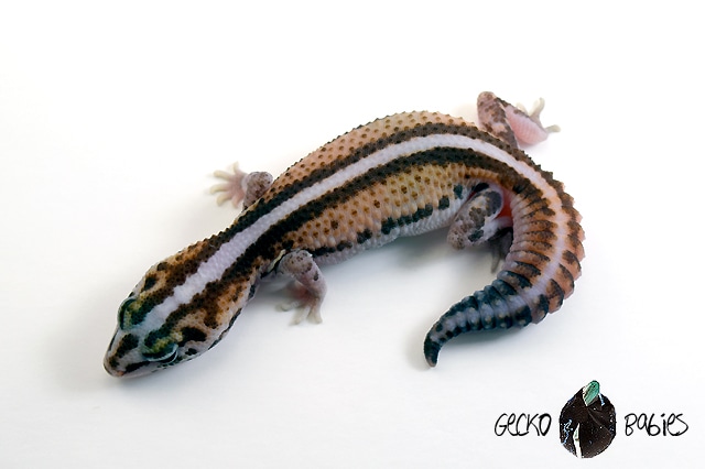 Striped Patternless 100% Double Het Ghost X Oreo African Fat-Tailed ...