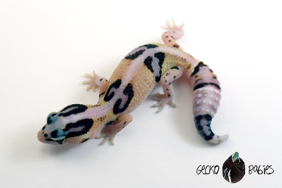 Striped White Out 66% Triple Het Ghost X Oreo X Patternless African Fat ...