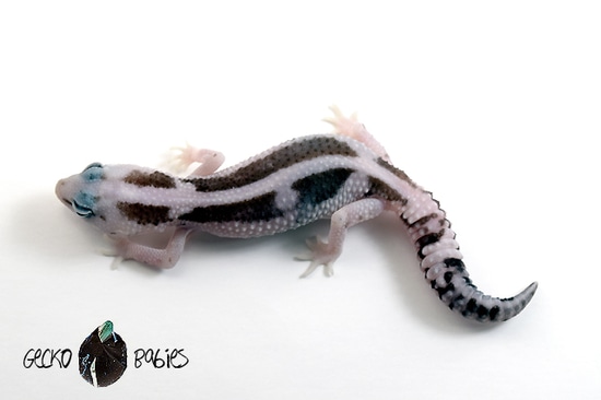 Striped Oreo Zulu 100% Het Ghost African Fat-Tailed Gecko by Gecko Babies