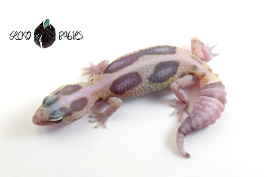 White Out Ghost Zero 100% Double Het Oreo X Patternless African Fat ...