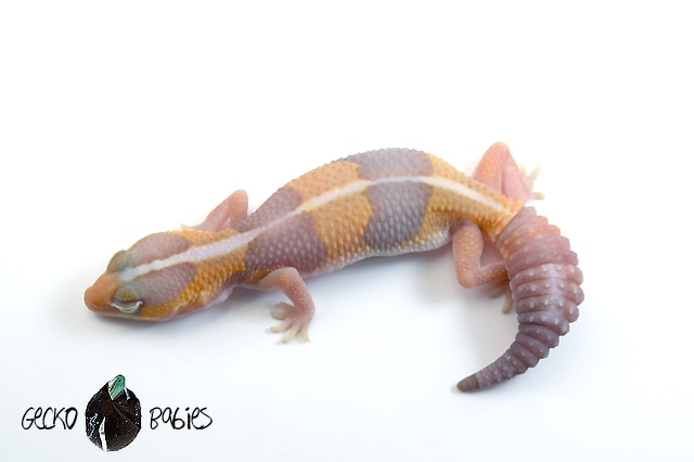 Striped Albino (Amel) 66% Het Patternless African Fat-Tailed Gecko by ...