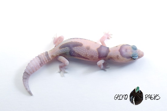 SALE! Aberrant White Out Ghost 100% Het Patternless African Fat-Tailed ...