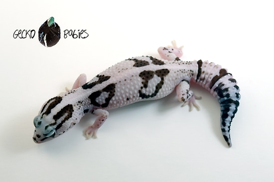 Striped White Out Oreo 100% Double Het Ghost X Zulu African Fat-Tailed ...