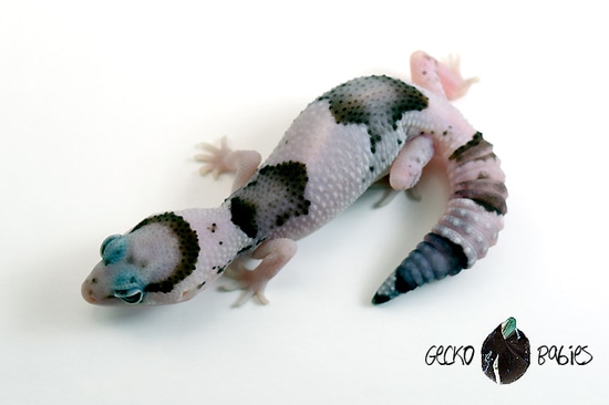 Oreo 100% Double Het Ghost X Zulu *SHORT TAIL* African Fat-Tailed Gecko ...