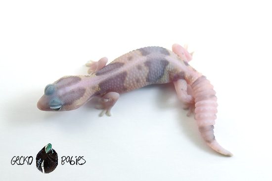Striped White Out Ghost 100% Double Het Oreo X Patternless African Fat ...
