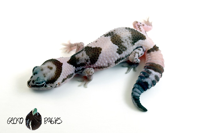 Oreo 66% Double Het Ghost X Patternless African Fat-Tailed Gecko by ...