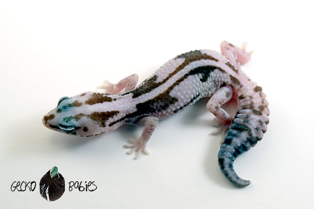 Striped Oreo Zulu 100% Het Ghost African Fat-Tailed Gecko by Gecko ...
