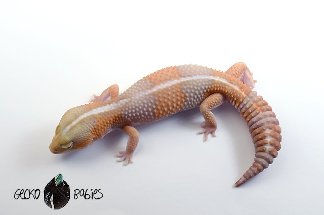 Striped Albino (Amel) African Fat-Tailed Gecko by Gecko Babies ...