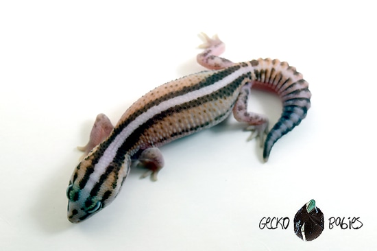SALE! Striped Patternless 100% Double Het Ghost X Oreo African Fat ...