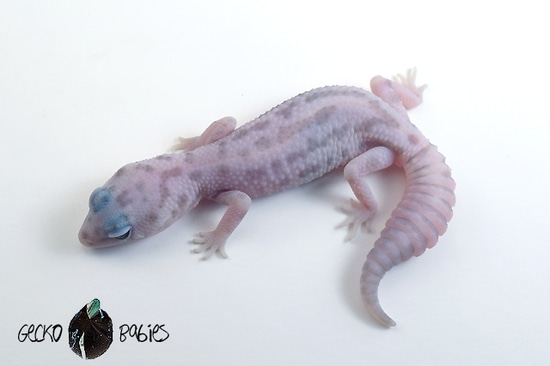 White Out Ghost Oreo Patternless African Fat-Tailed Gecko by Gecko Babies