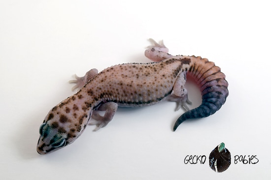 Patternless 100% Double Het Ghost X Oreo African Fat-Tailed Gecko by ...