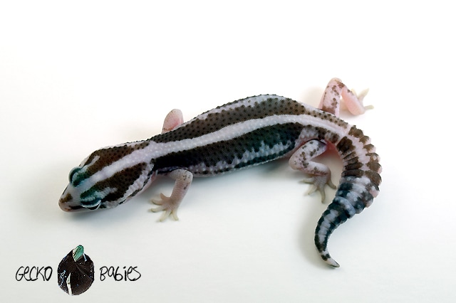 Oreo Zero 66% Het Patternless 50% Double Het Caramel X Ghost African ...