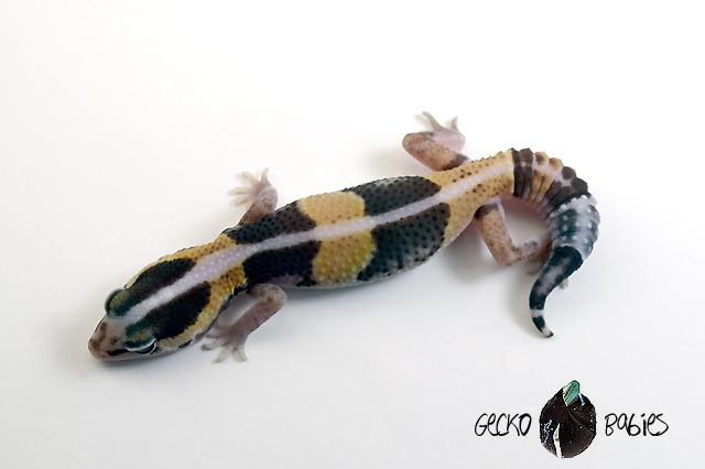 SALE! Striped Normal 100% Double Het Ghost X Patternless African Fat ...