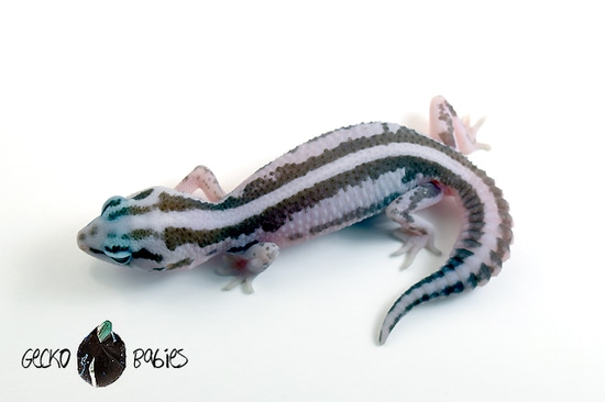Striped Oreo Patternless 100% Het Ghost African Fat-Tailed Gecko by ...