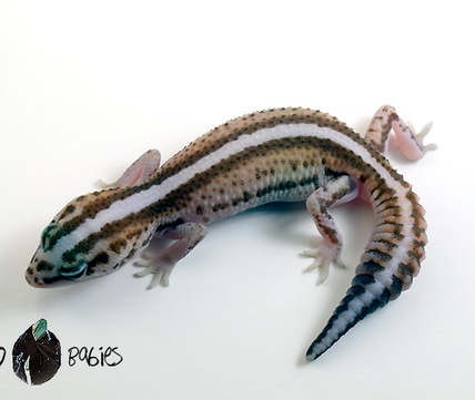 Striped White Out Zulu 100% Double Het Caramel X Oreo African Fat ...