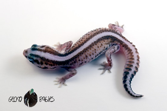 Striped Patternless 100% Double Het Ghost X Oreo African Fat-Tailed ...