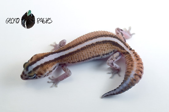 Striped Patternless 66% Double Het Ghost X Oreo African Fat-Tailed ...