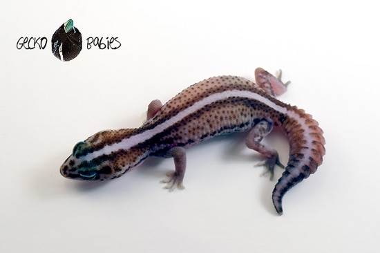 SALE! Striped Patternless 50% Het Caramel X Ghost X Oreo X Zulu *TAIL ...