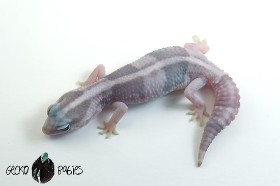 Striped Ghost Oreo 100% Het Zulu African Fat-Tailed Gecko by Gecko Babies