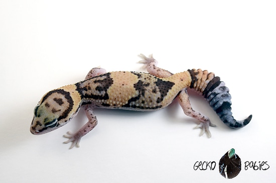 SALE! Normal 100% Double Het Ghost X Patternless African Fat-Tailed ...