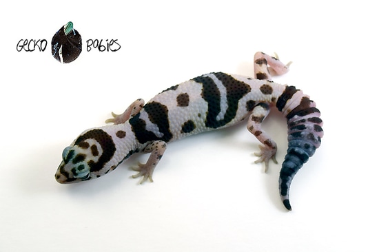SALE! White Out 100% Triple Het Ghost X Oreo X Patternless African Fat ...