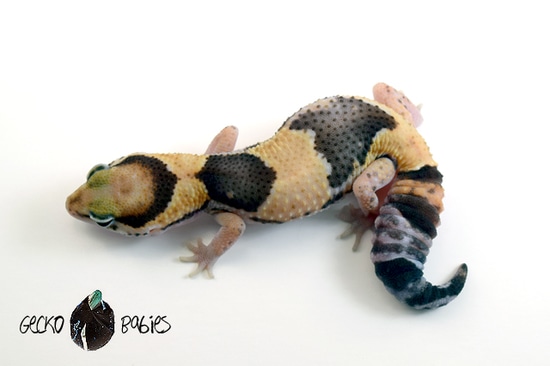 SALE! Normal 100% Triple Het Ghost X Oreo X Patternless African Fat ...