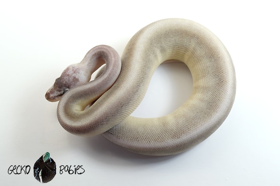 Super Pastel Axanthic Genetic Stripe (VPI) Ball Python by Gecko Babies