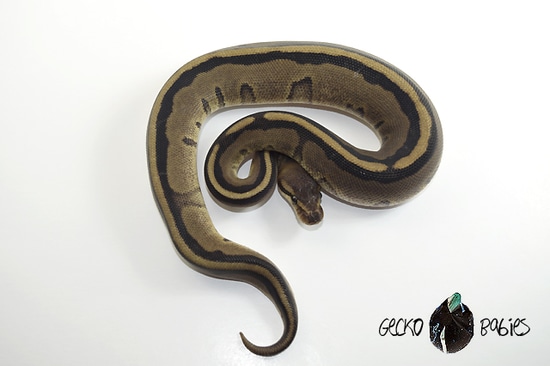 SALE! Genetic Stripe 100% Het Axanthic (VPI) Ball Python by Gecko Babies